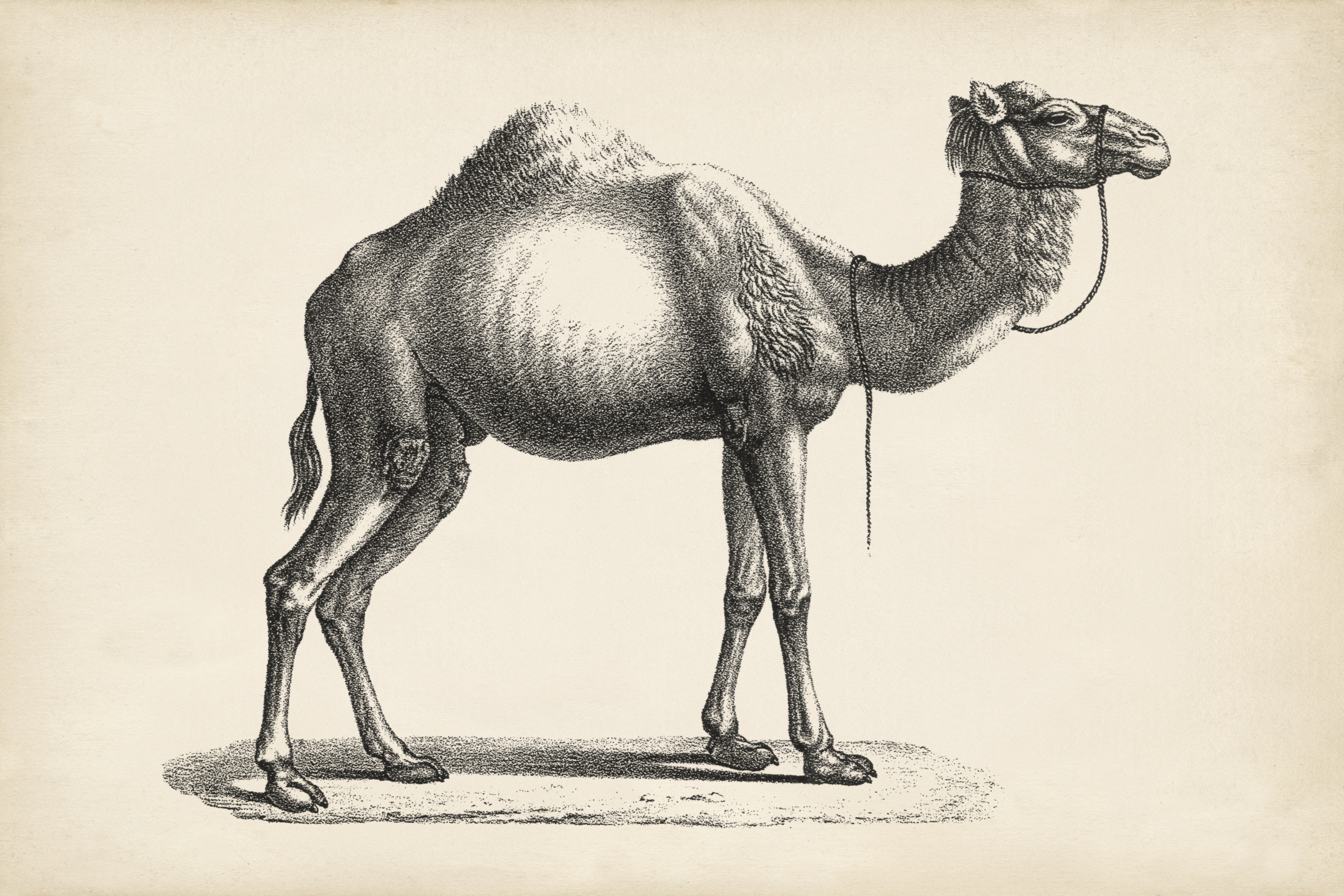 Latitude Vive Brodtmann Dromedary - Drawing | Wayfair.co.uk