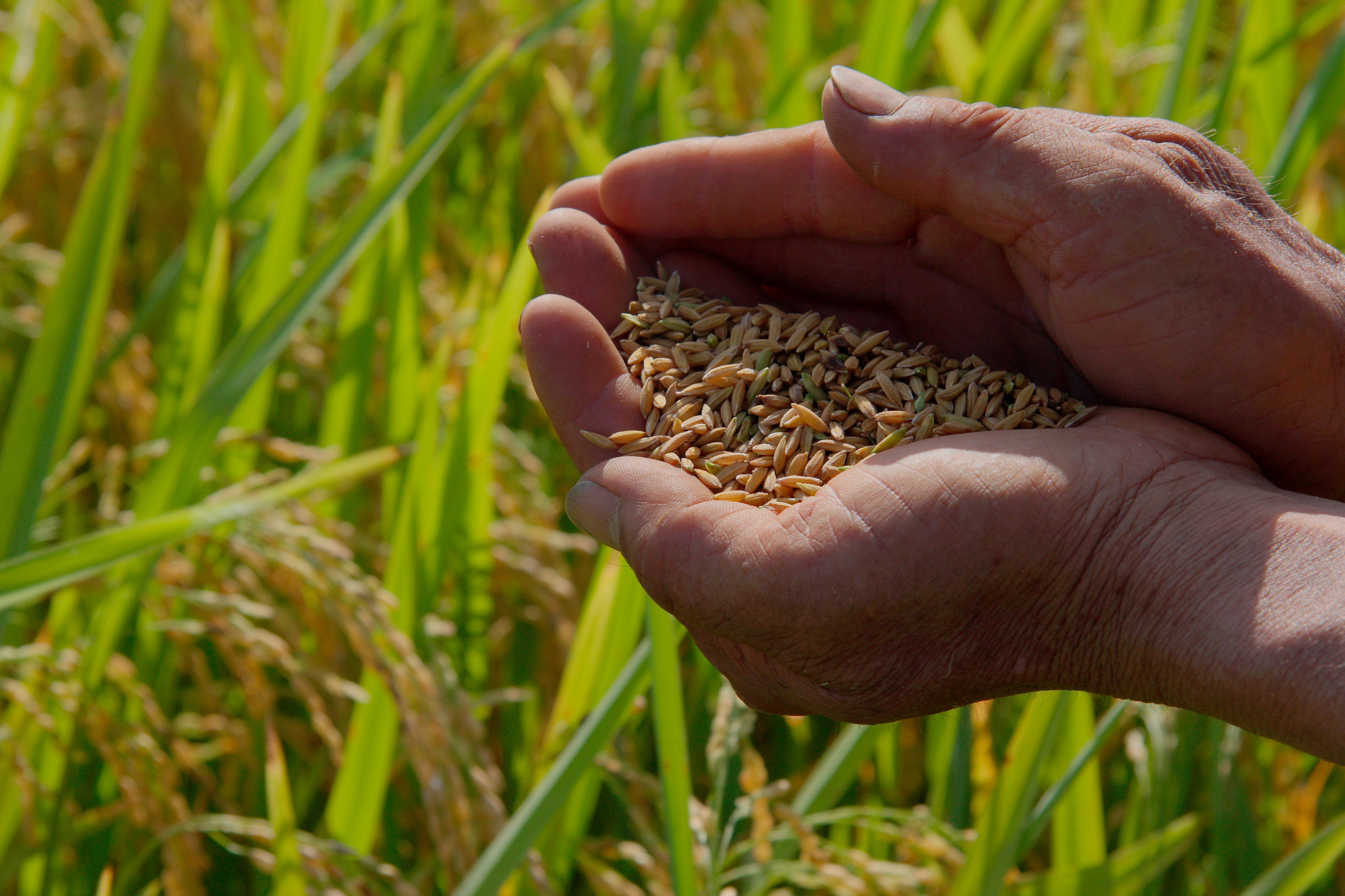 Ebern Designs Have a Good Harvest - Wrapped Canvas Photograph | Wayfair
