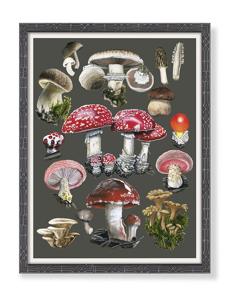 Grand Image Home Mushroom Chart by Thicket Design - Picture Frame ...