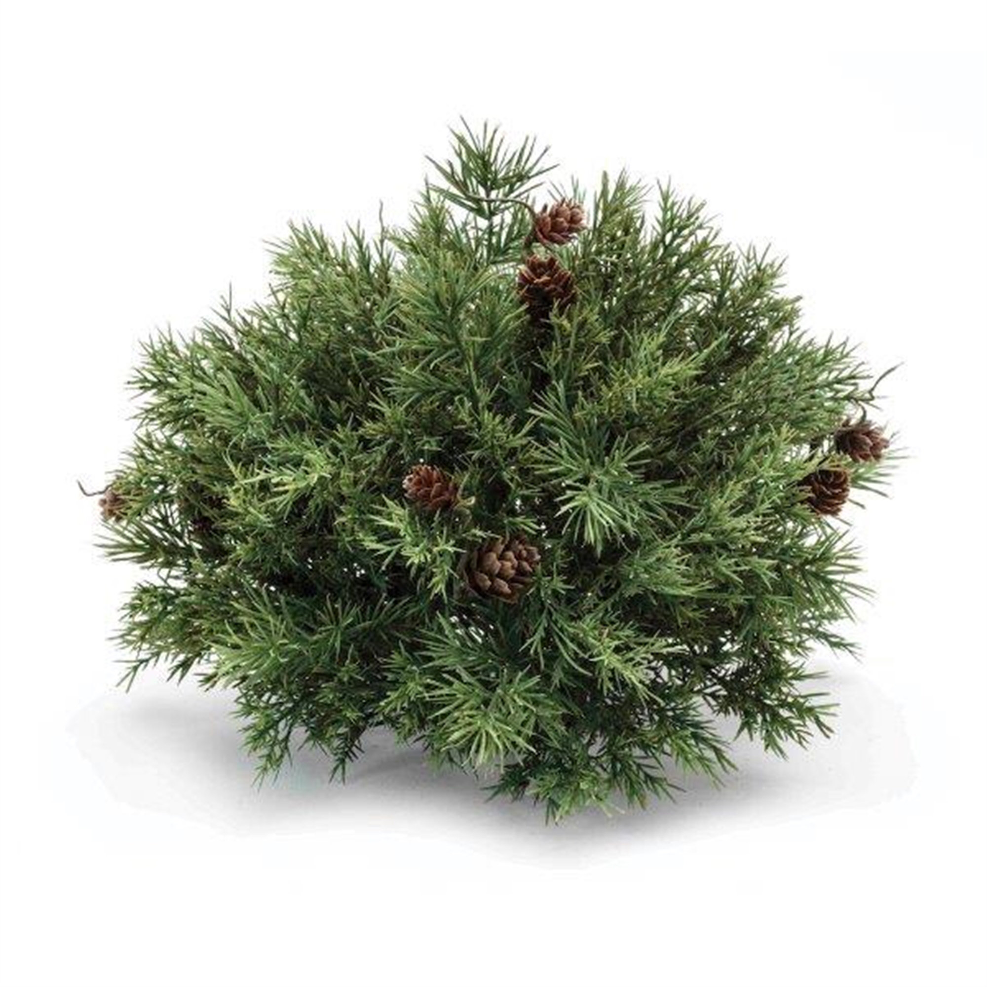 Ophelia & Co. Mixed Pine Half Orb | Wayfair