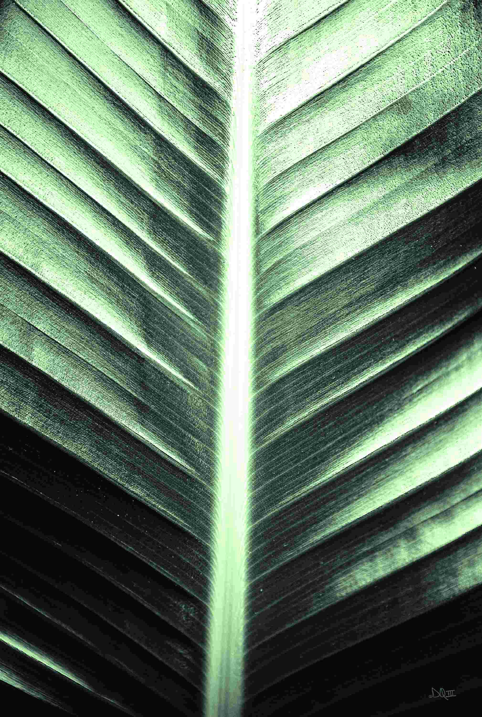 Bayou Breeze Leaf Lines | Wayfair