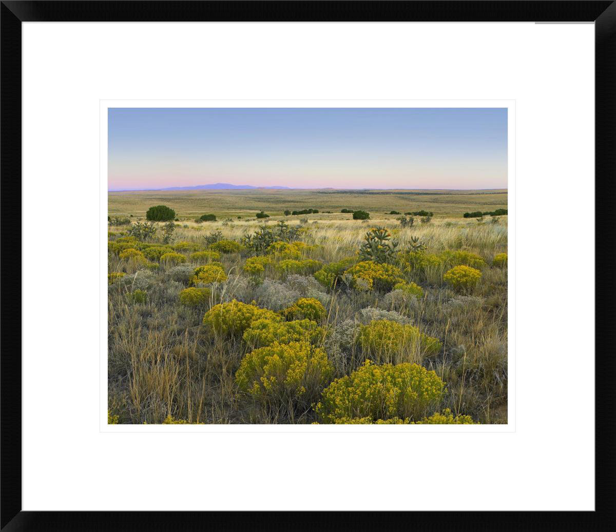 Global Gallery Broomweed Growing among Prairie Grasses, Apishapa State ...