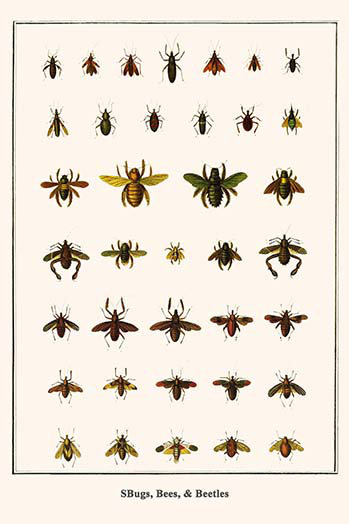 Buyenlarge " Bugs Bees And Beetles " by Albertus Seba | Wayfair