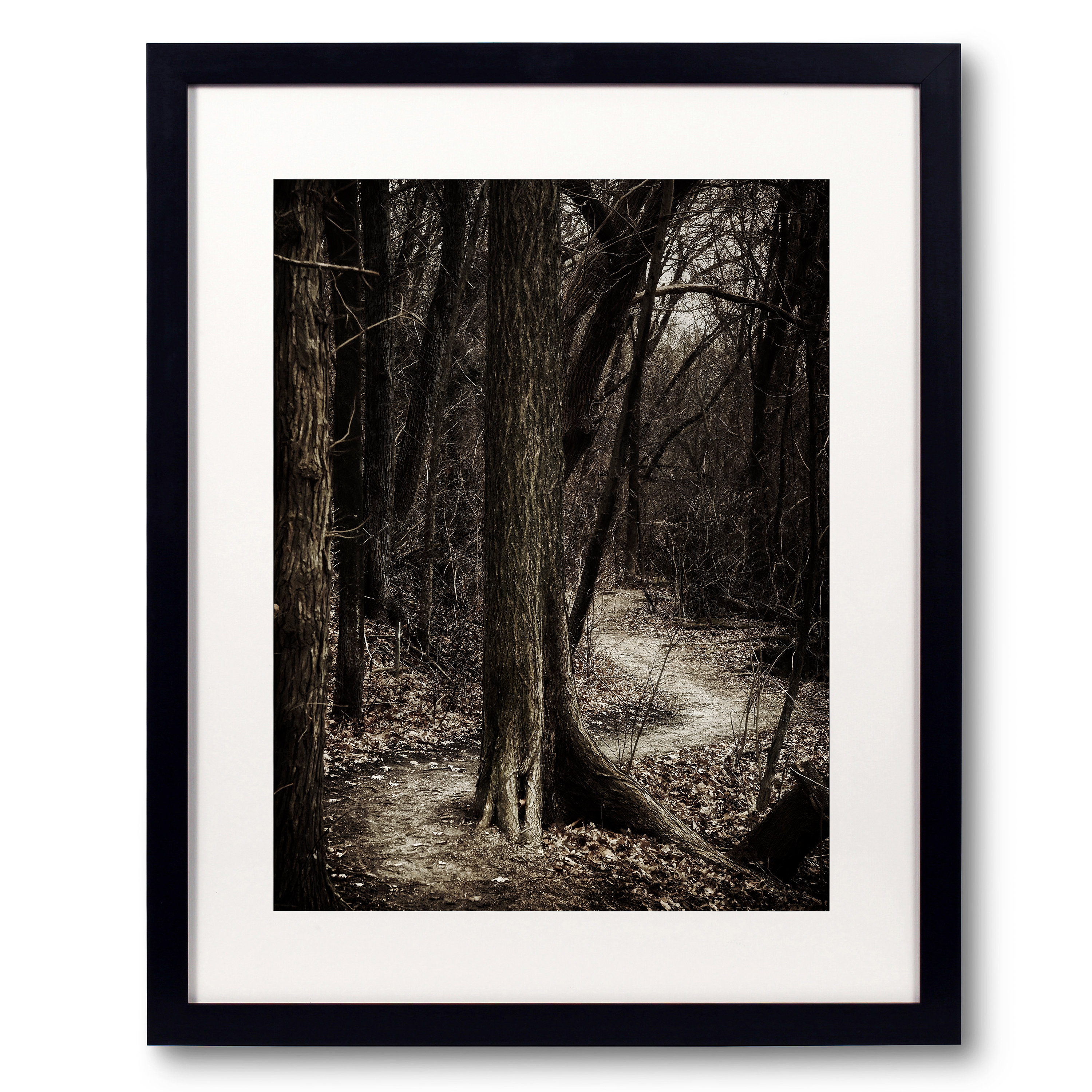 Made & Curated Dark Winding Path By Scott Norris | Perigold