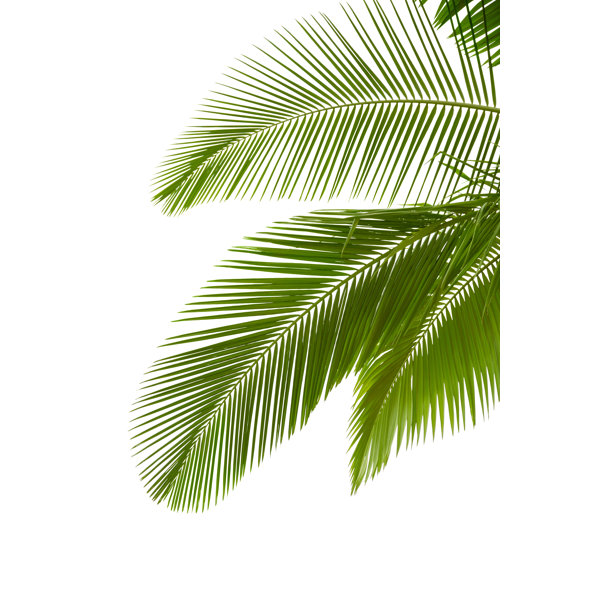 Bay Isle Home™ Athenis Leaves of Palm Tree by Rodho - Wrapped Canvas ...