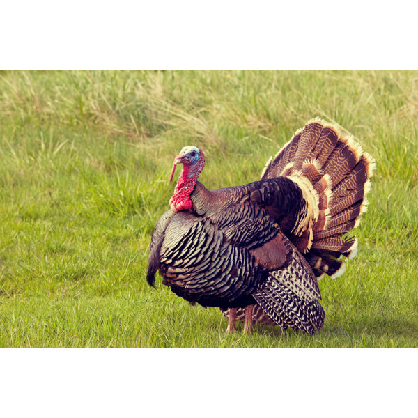 Ebern Designs Photo Of A Male Turkey Or Tom In Grassy Field On Canvas ...
