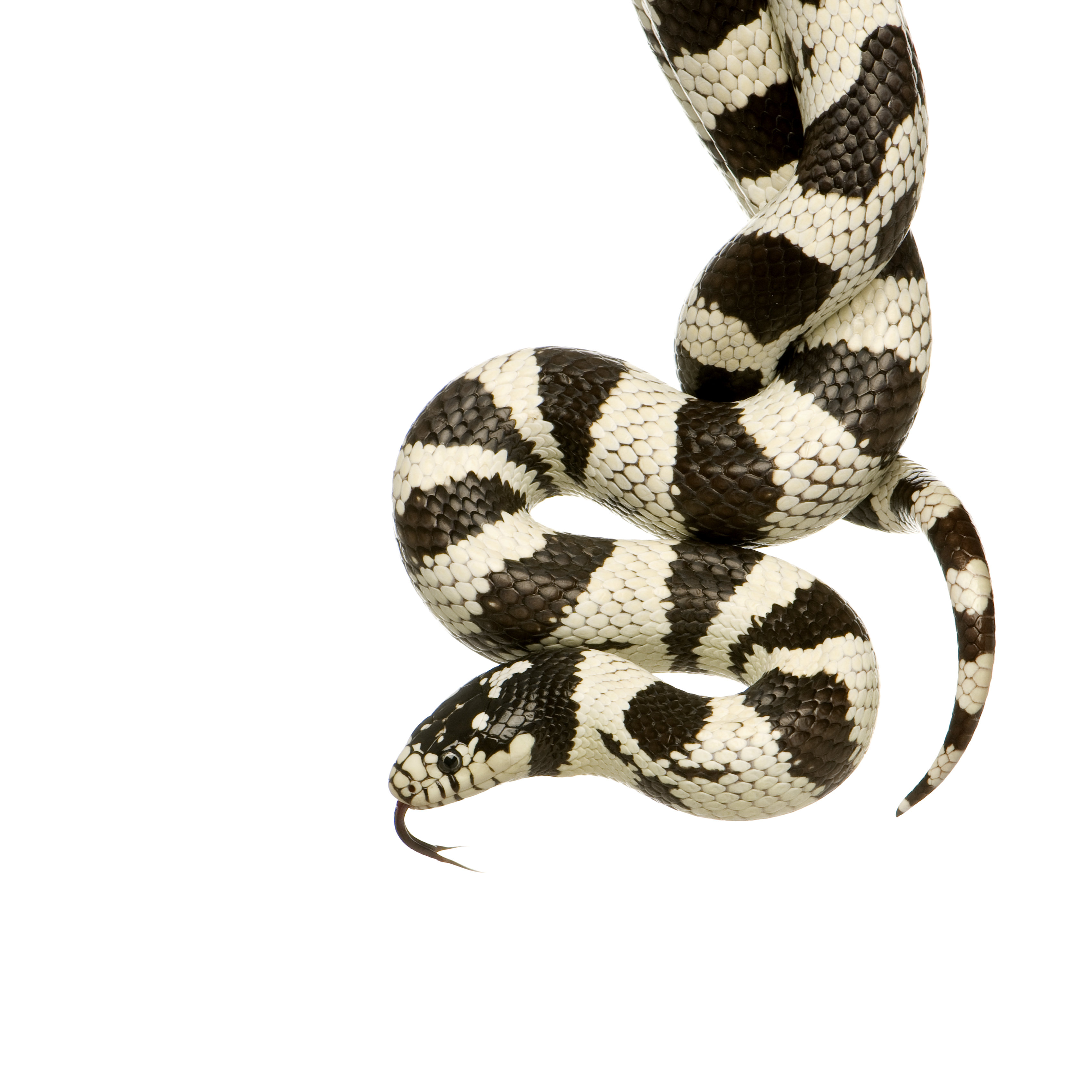 Ebern Designs Coiled California Kingsnake by Globalp - Wrapped Canvas ...