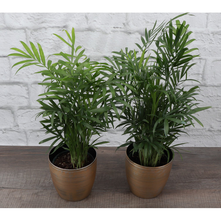 Thorsen's Greenhouse Live Parlor Palm Plant in Gold Pots & Reviews ...