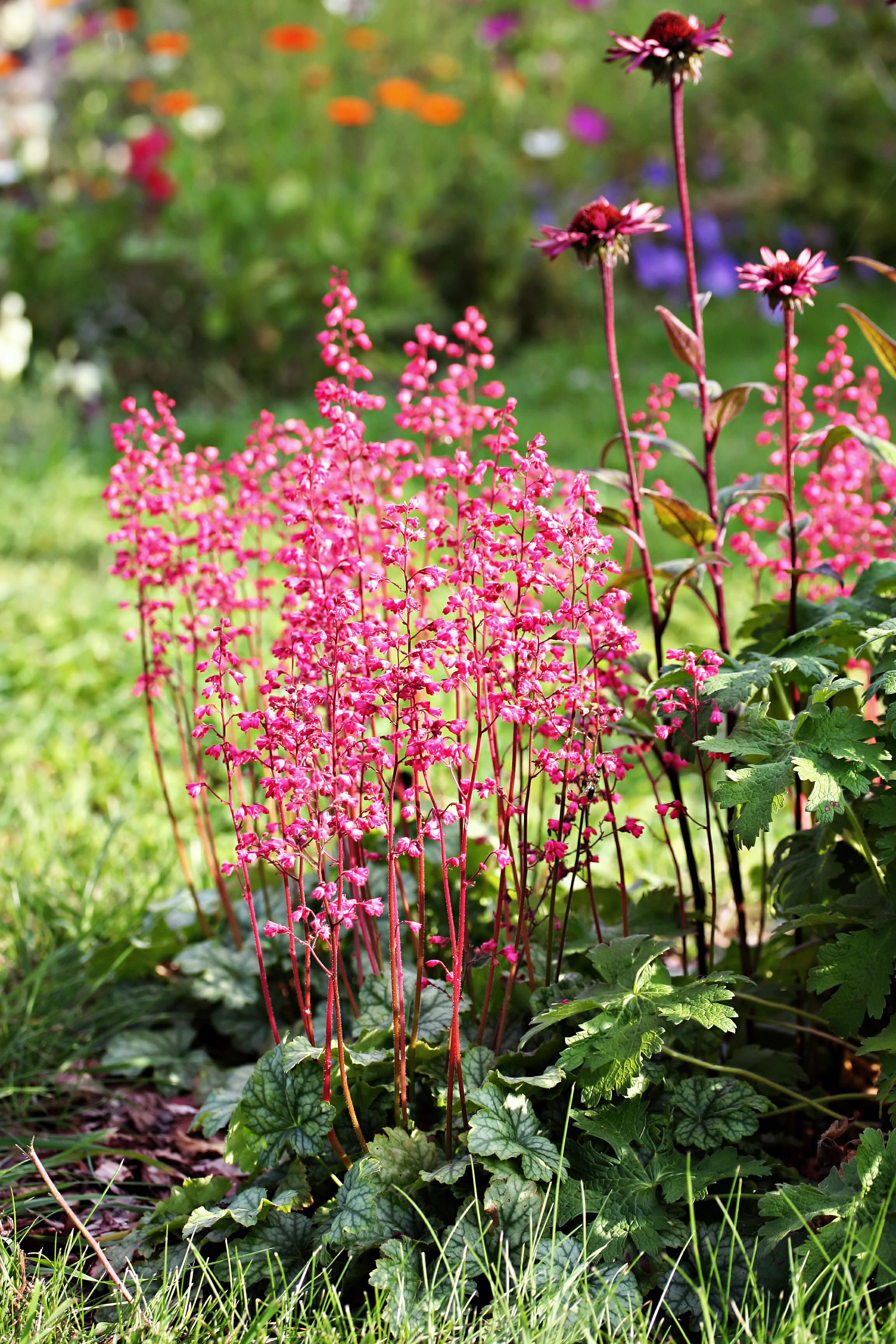 Ebern Designs Heuchera by Martajonina - Wrapped Canvas Photograph | Wayfair