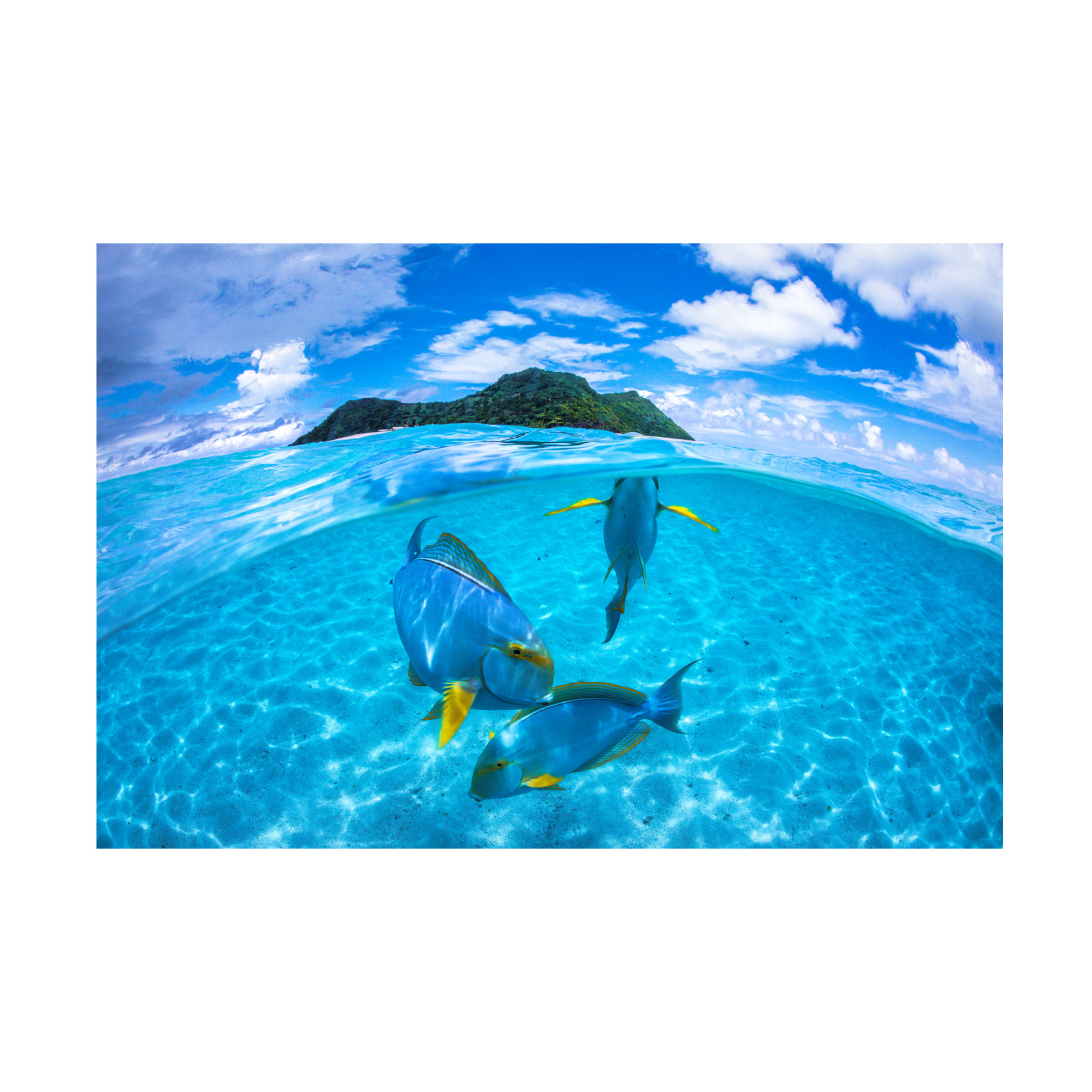 Trademark Fine Art Modern & Contemporary Surgeon Fish Trio On Canvas by ...