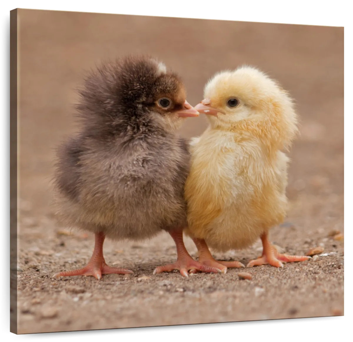 Elephant Stock Pecking Baby Chicks | Wayfair