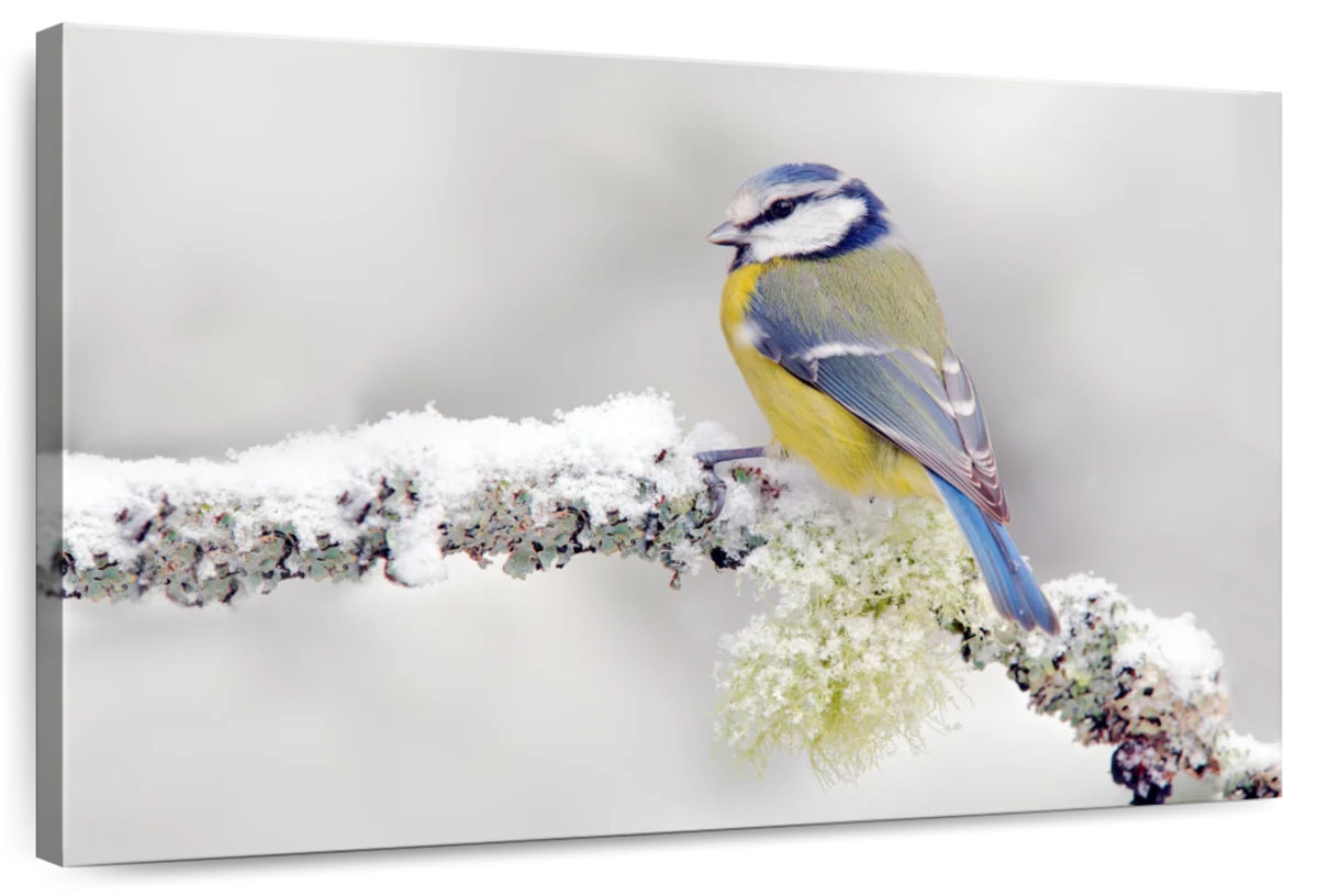 Ebern Designs Crowle Blue Tit Songbird | Wayfair