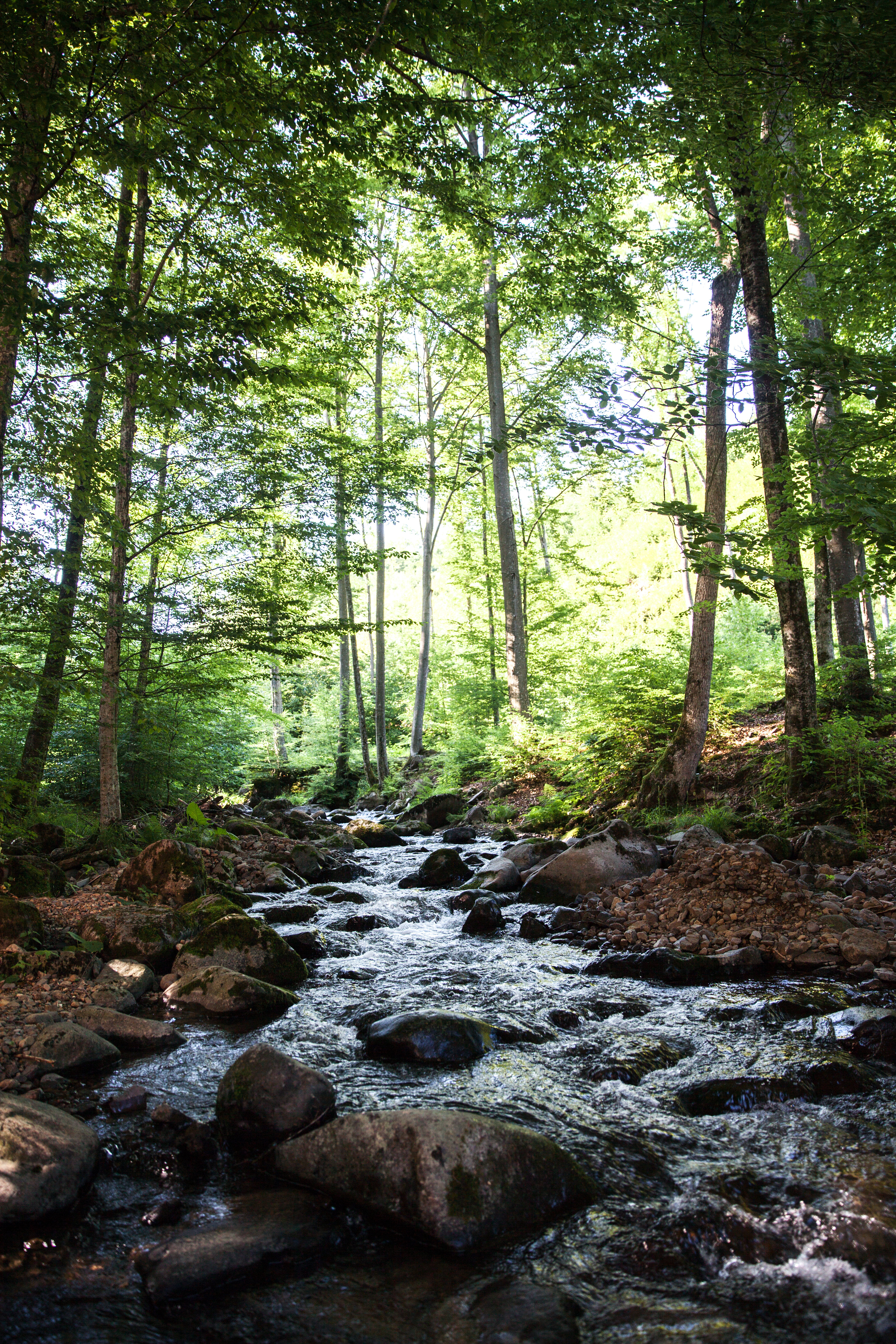 Millwood Pines Pocono Mountains, Pennsylvania. - Wrapped Canvas ...
