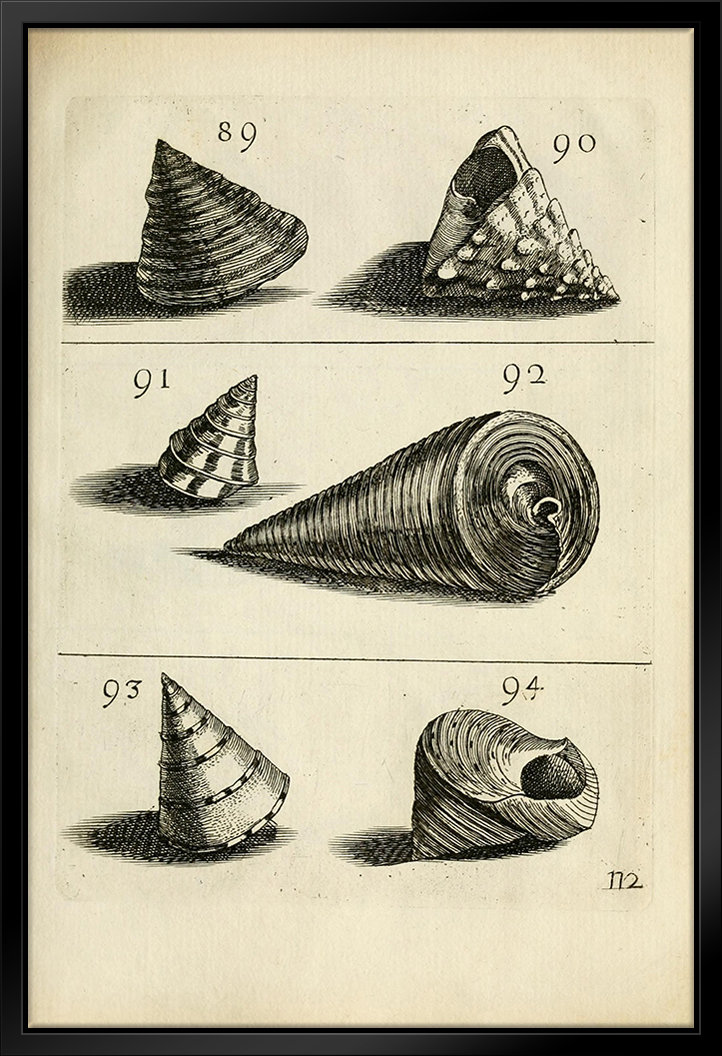 ATX Art Group LLC Set of Vintage Shells - Floater Frame Drawing Print ...