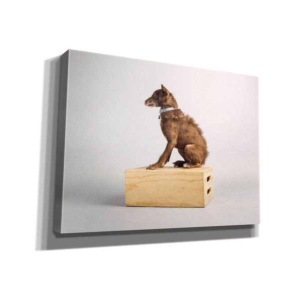 Latitude Run® 'Side Eye' By Susan Sabo, Canvas Wall Art - Wayfair Canada