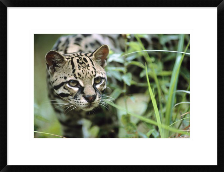 Global Gallery 'Ocelot Portrait, Belize, Central America' Framed ...