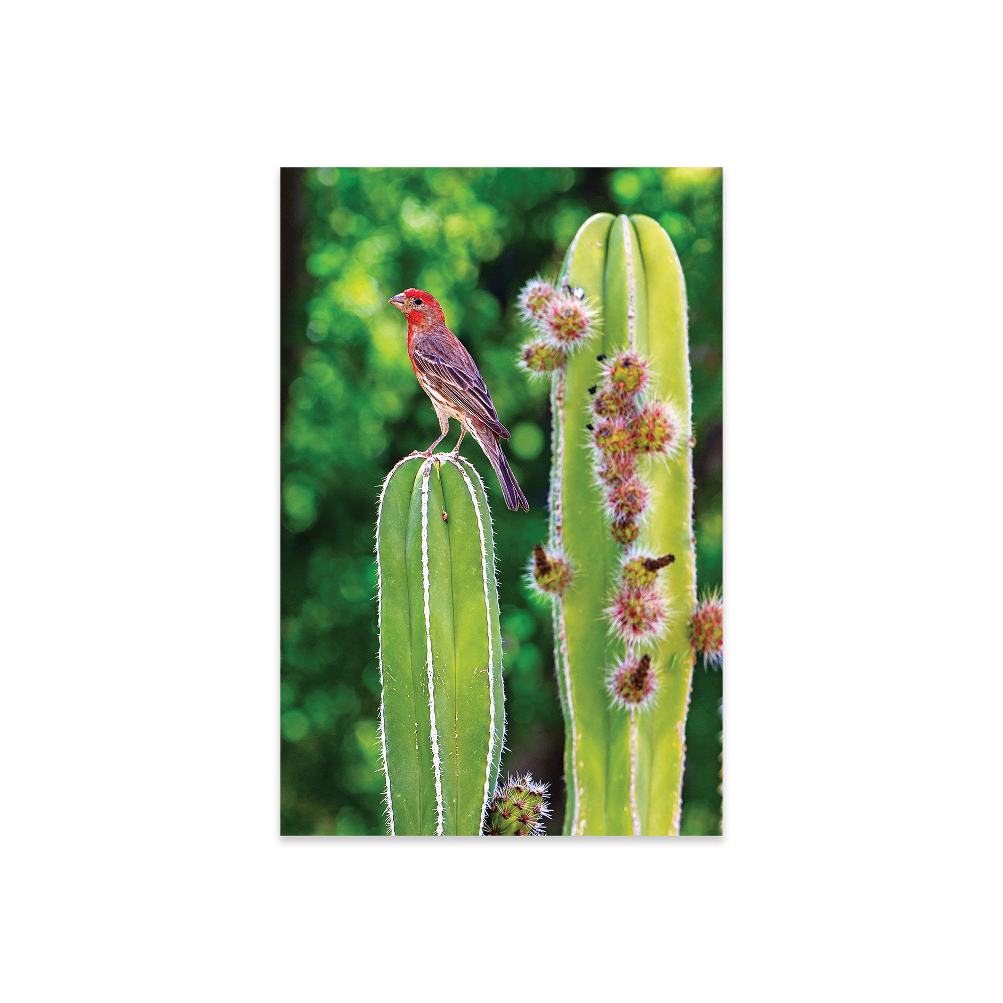Ebern Designs House Finch on Blooming Cactus by Susan Schmitz - No ...