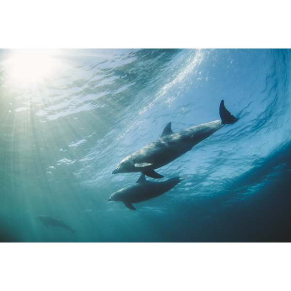 House of Hampton Dolphins Catching A Wave by Philip Thurston - Print ...