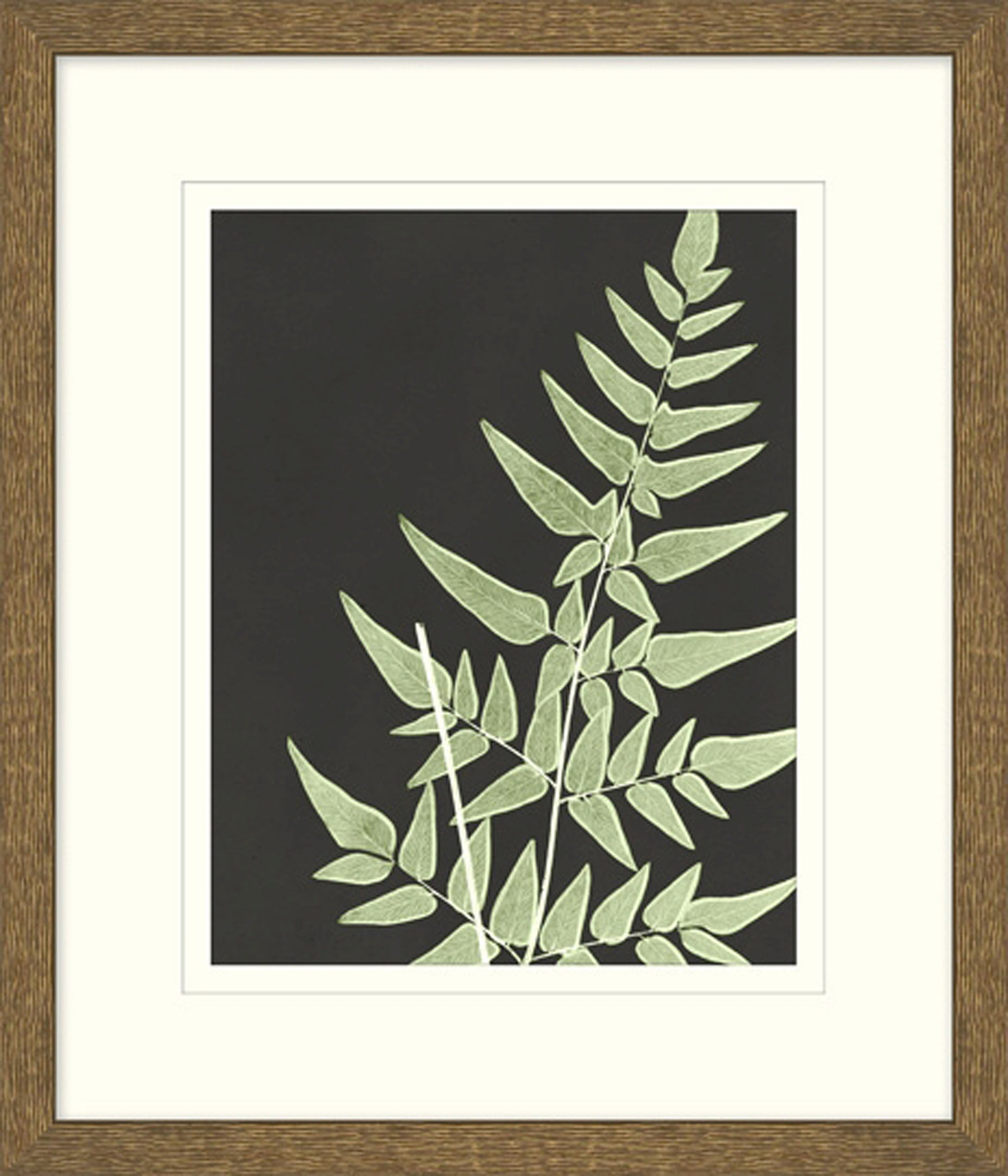 Wendover Art Group Graphic Lewis Ferns 2 by No Artist - Picture Frame ...