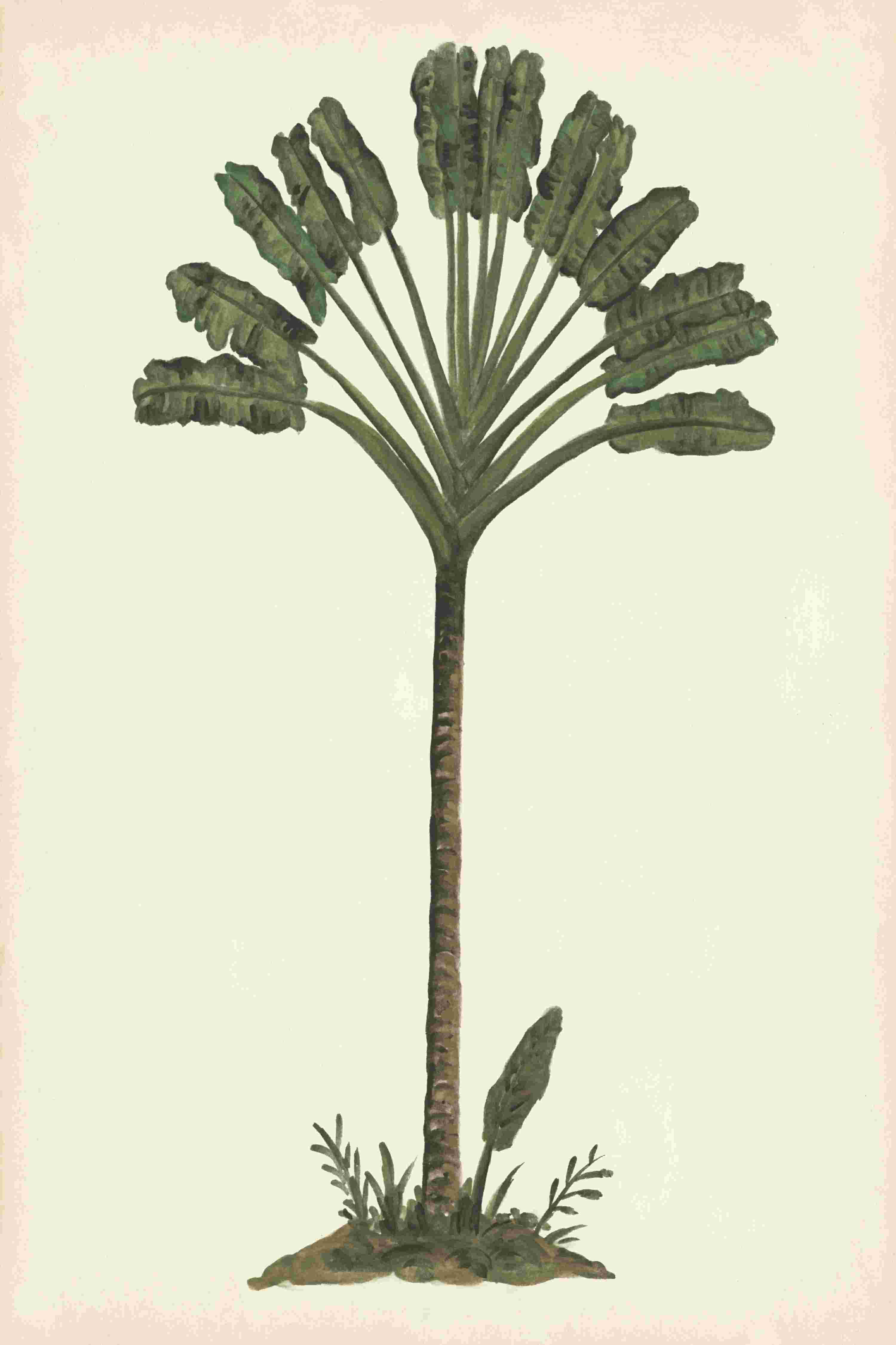 Bayou Breeze " Palm Tree Study I " by Melissa Wang | Wayfair