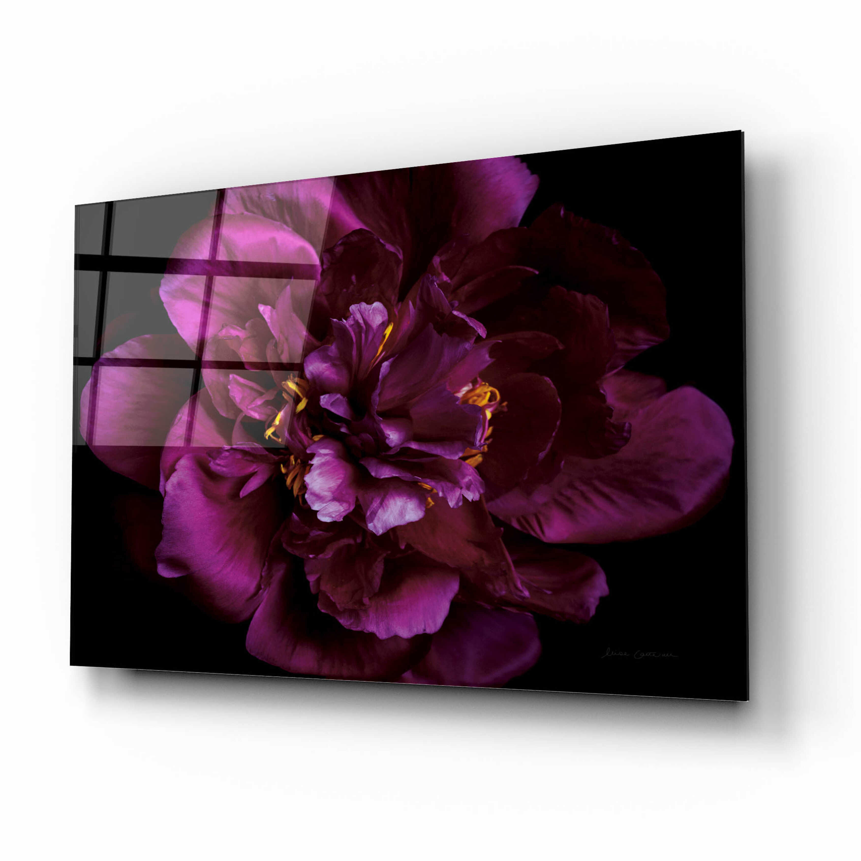 Red Barrel Studio® Vivid Dark Peony' By Elise Catterall, Acrylic Glass ...