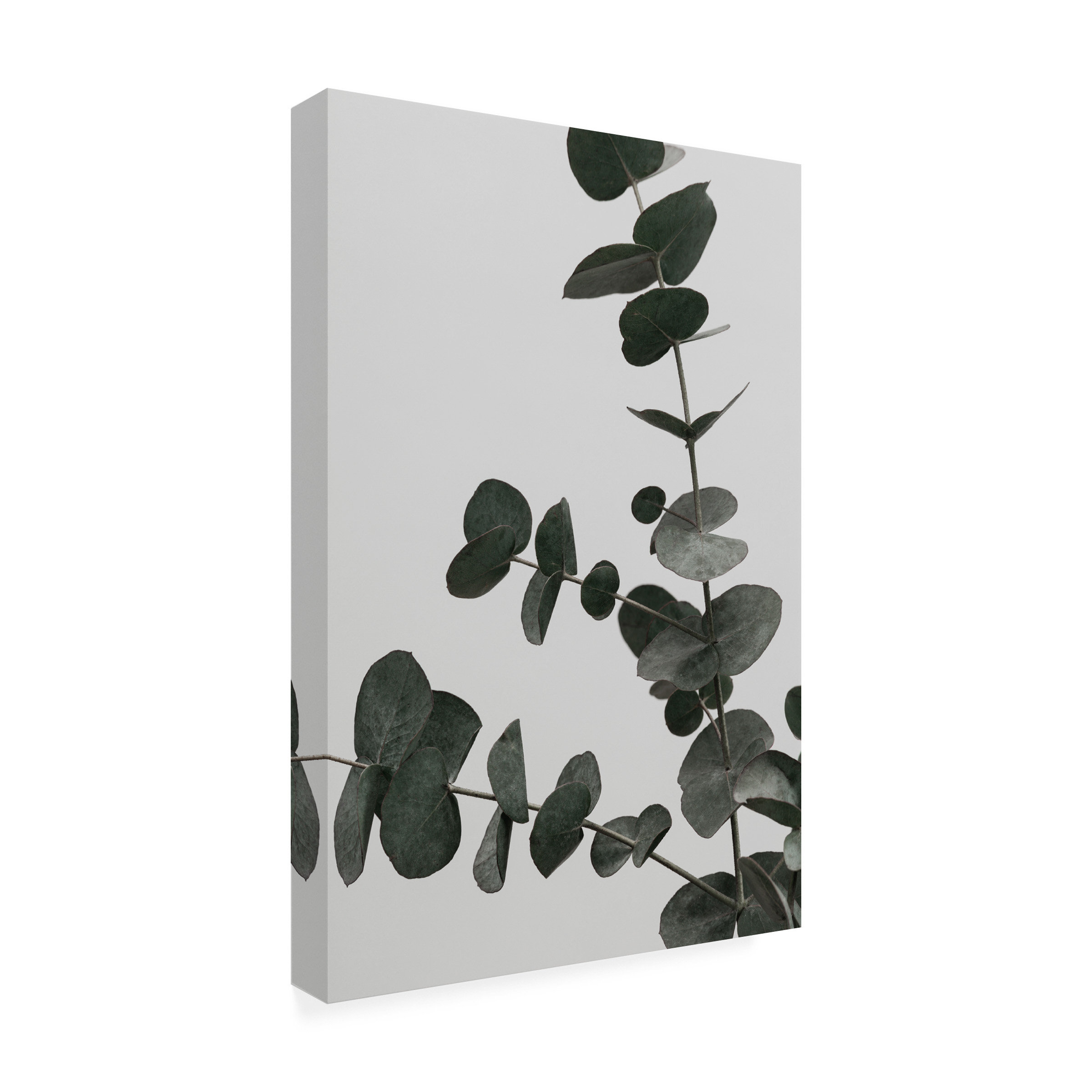Red Barrel Studio 1X Studio Iii 'Eucalyptus Natural 05' Canvas Art ...