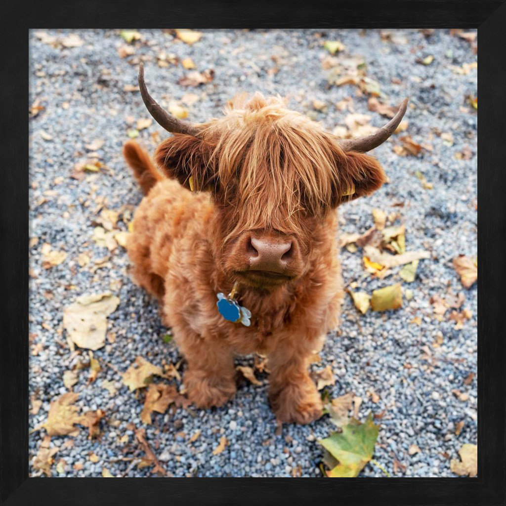 Trinx Lil Cowdog by Pixelmated Animals - Picture Frame Graphic Art ...