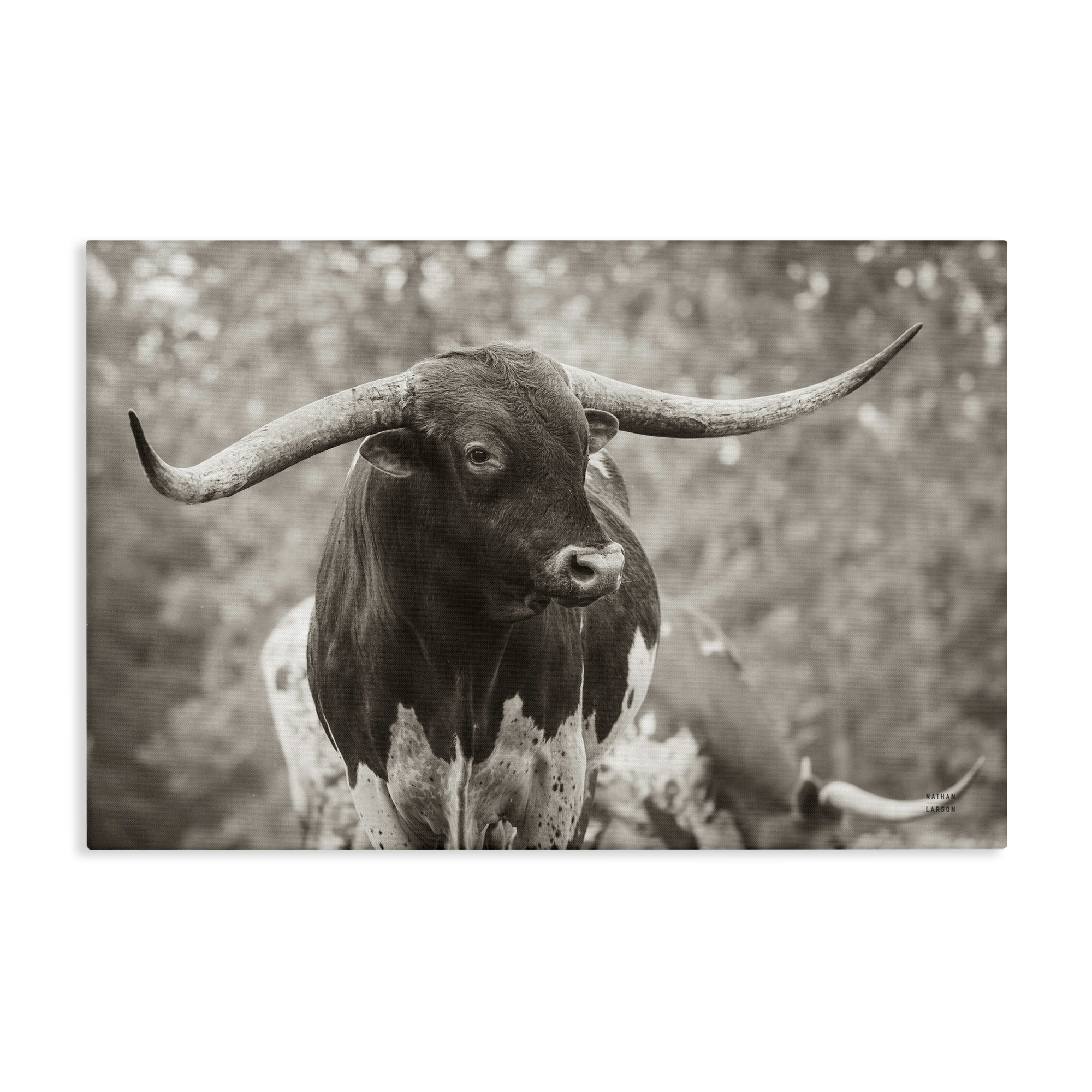 Foundry Select Longhorn's Gaze Photography Canvas Wall Art by Nathan Larson | Wayfair