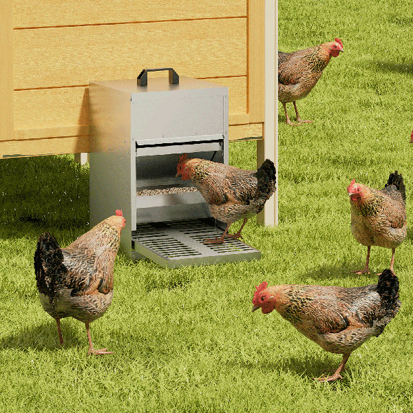 Tucker Murphy Pet™ Eadmund Automatic Chicken Feeder Galvanized Steel No ...