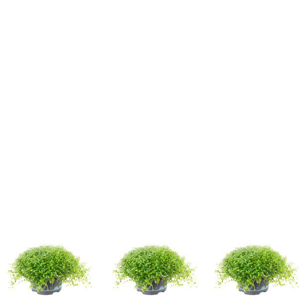 Die Saisontruhe Pflanze Bubikopf im Anzuchttopf Amillio | Wayfair.de