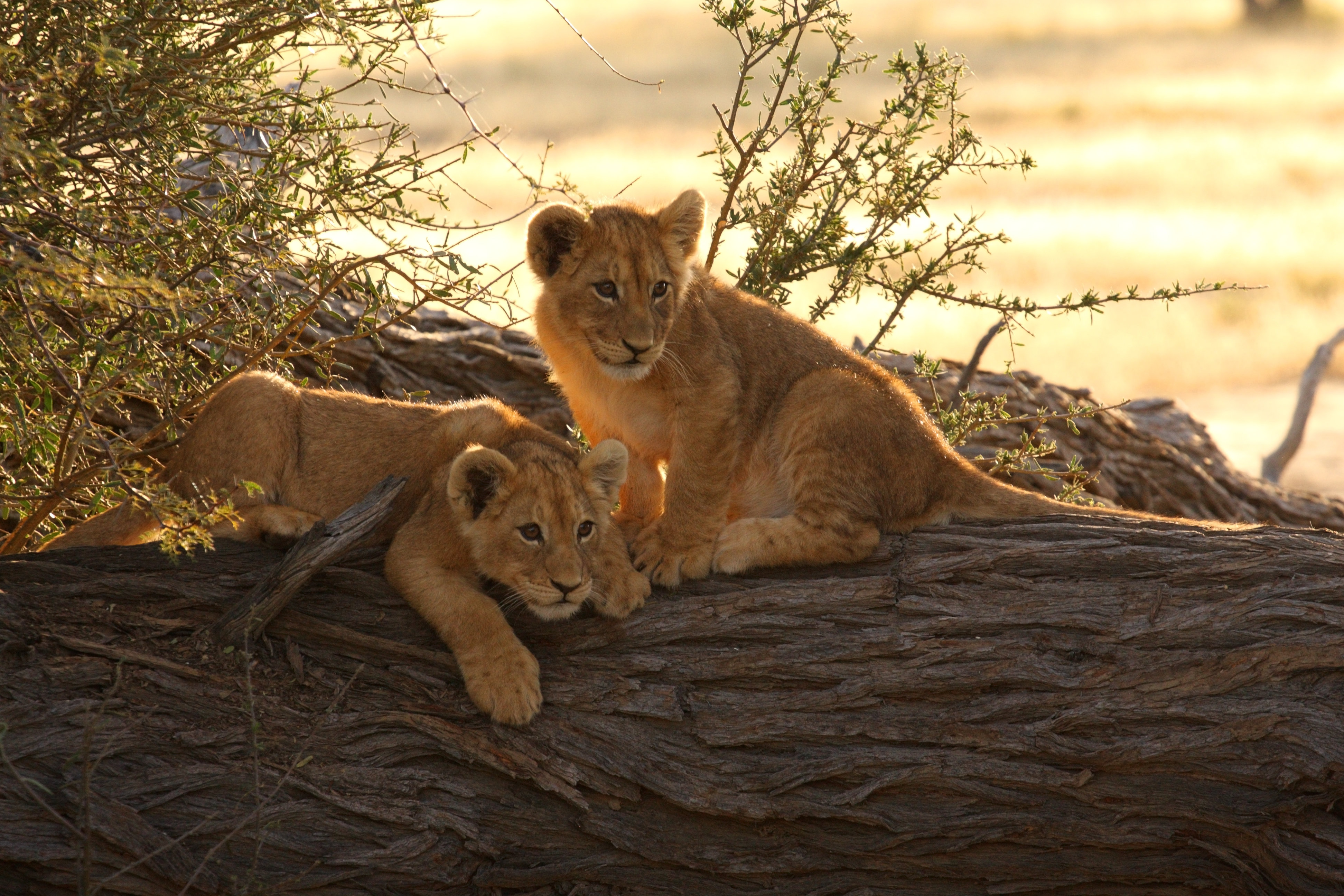 Ebern Designs Pair of Young Lion Cubs by Bucky_Za | Wayfair