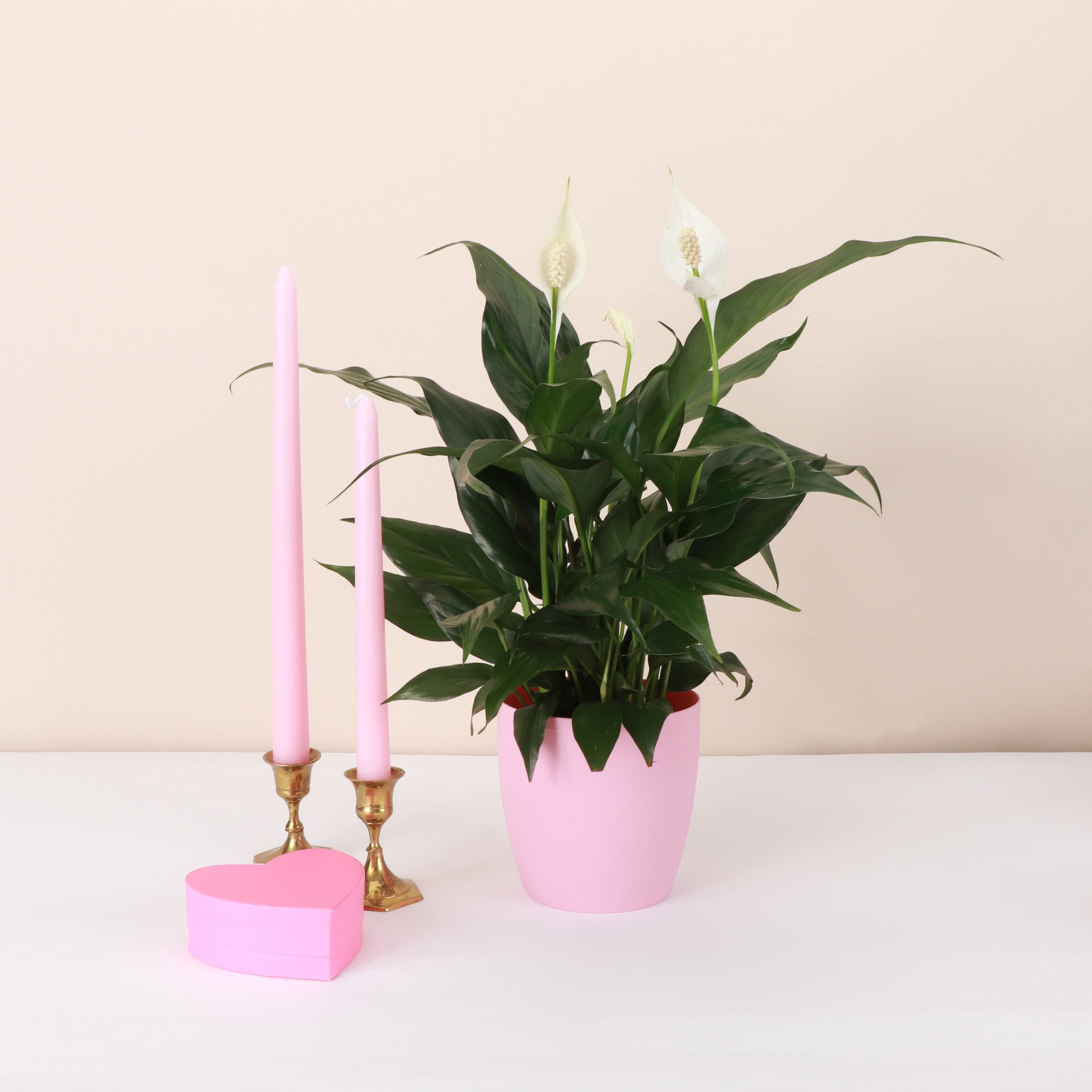 Thorsen's Greenhouse Live Peace Lily Plant in Classic Pot | Perigold