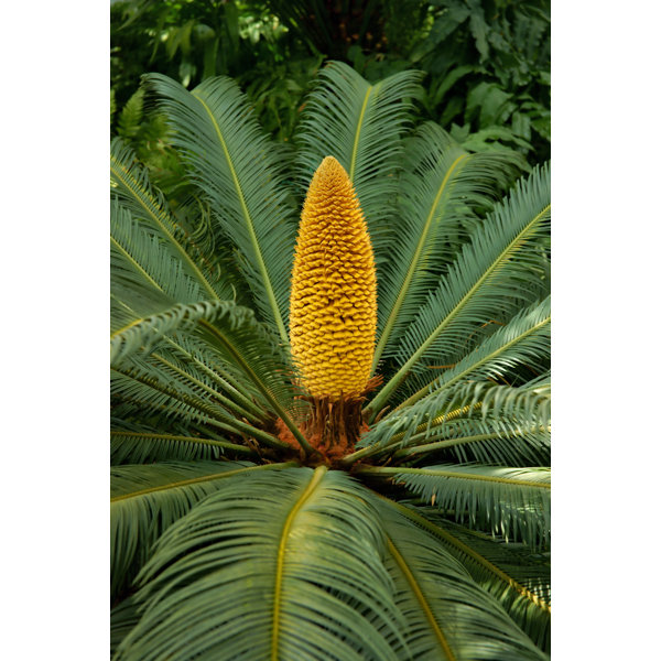 Bay Isle Home Plants, Sago Cycad - Wrapped Canvas Print | Wayfair.co.uk
