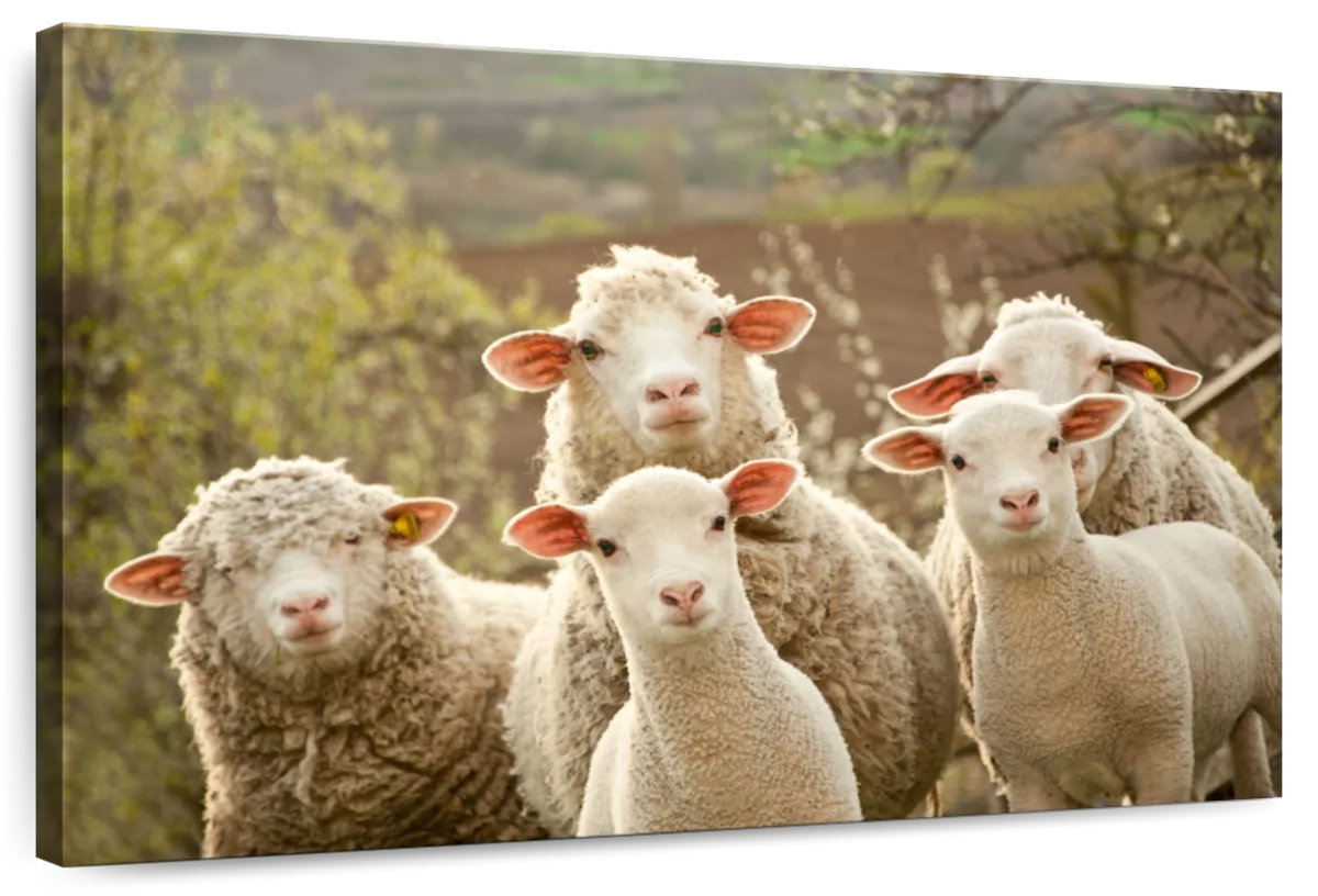 Ebern Designs Stunned Sheep | Wayfair