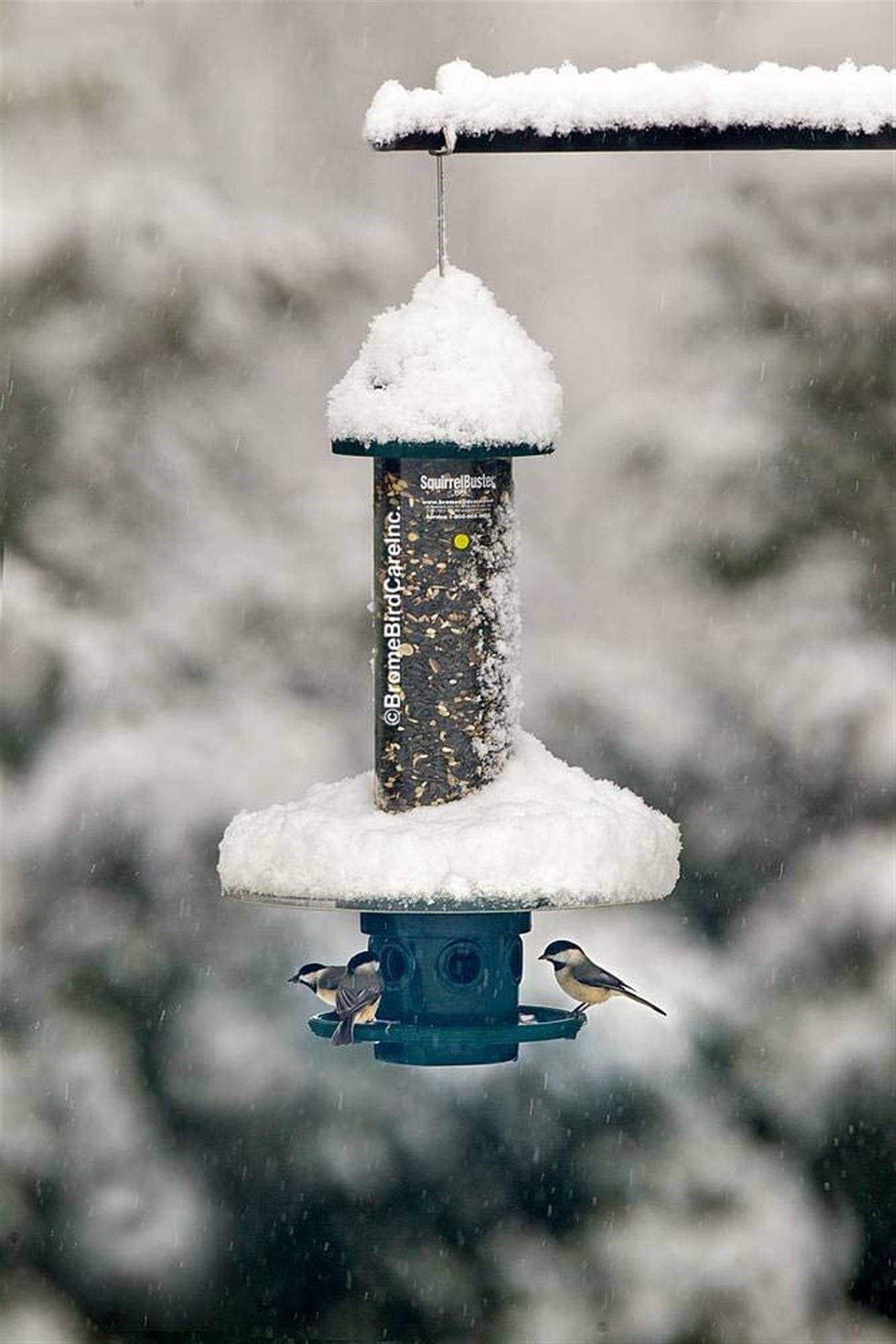 Brome Weather Guard For Squirrel Buster Plus Bird Feeder (FEEDER NOT ...