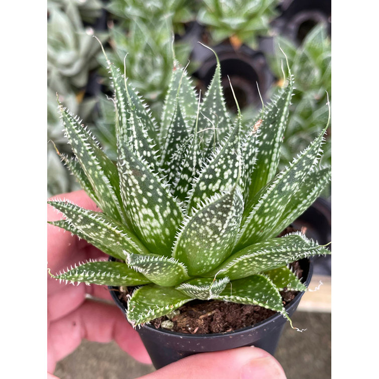 Florida House Plants Gasteria Flow Haworthia Variegated Aloe Tiger Aloe ...